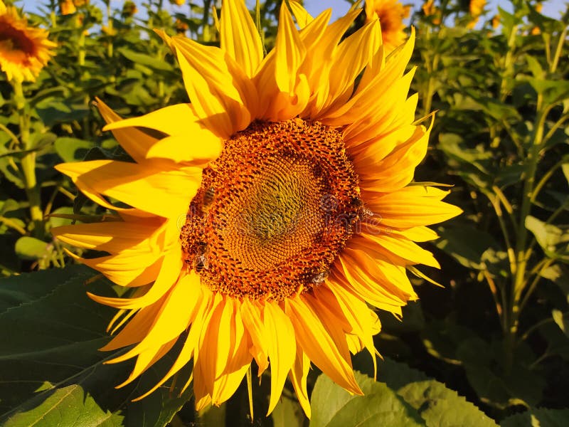 The Sunflower, Shining in the Morning Sun Stock Photo - Image of ...