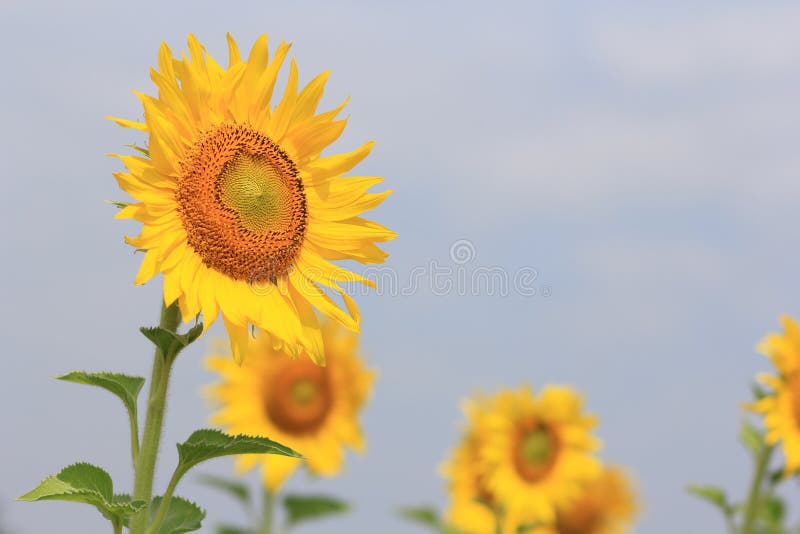 Sunflower shot stock image. Image of summer, plant, green - 45810109
