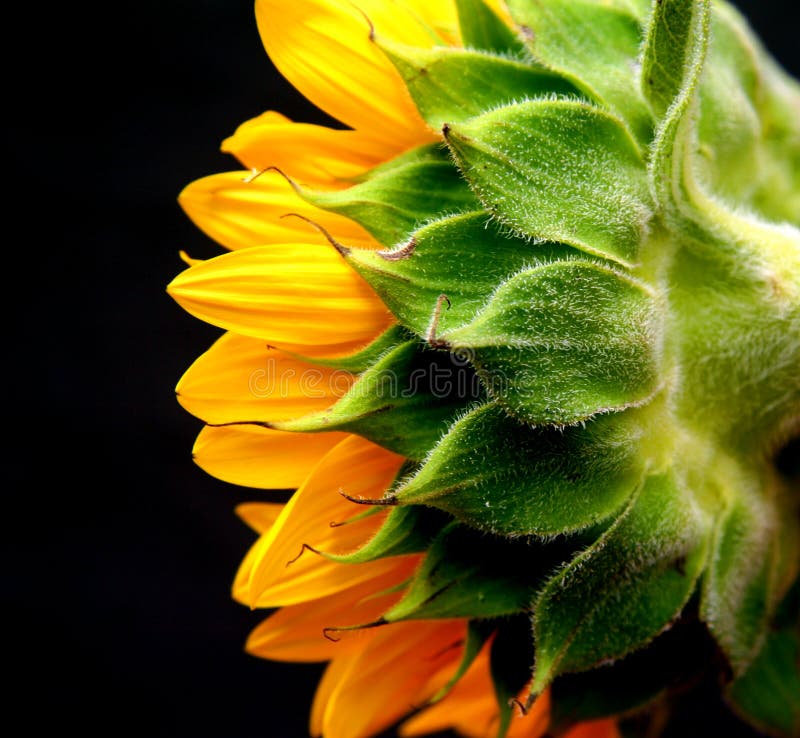 Sunflower Side View stock image. Image of nature, closeup - 1119137