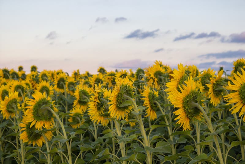 Sunflower side view stock image. Image of bright, season - 92640941