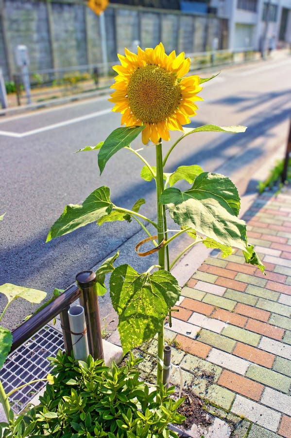 Sunflower on a sidewalk stock photo. Image of light, garbage - 31343240