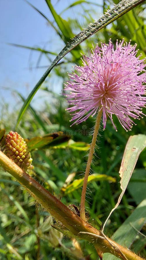 A Sunflower Signal Flower Plant Stock Photo - Image of grass, signal ...