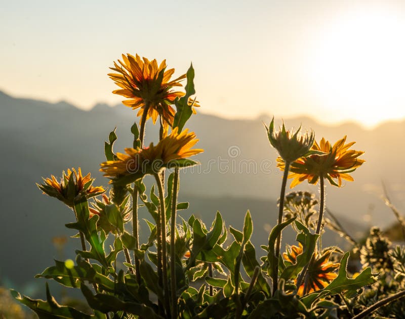 Sunflower Silver Lining at Sunset Stock Photo - Image of mountains ...