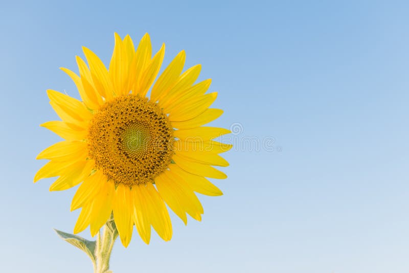 Sunflower stock image. Image of farming, solar, sunrise - 63533753
