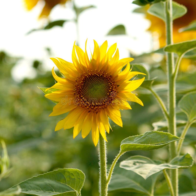 Sunflower - Single Sunflower Details in Nature Stock Photo - Image of ...