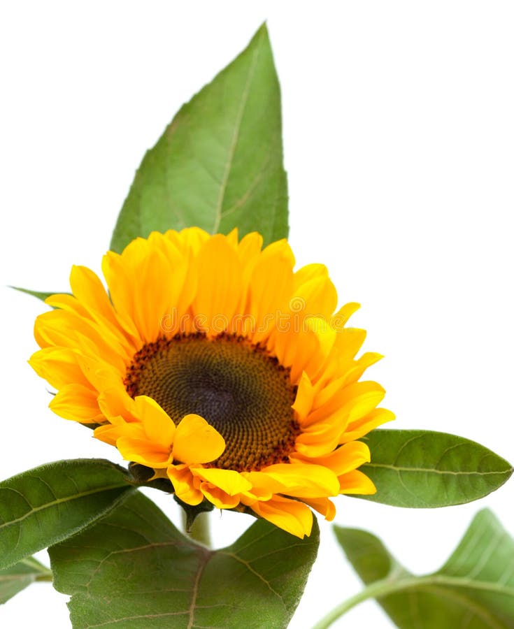 Sunflower stock photo. Image of cheerful, frew, sunflowers - 42588094