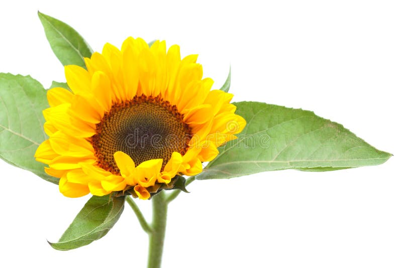 Sunflower stock image. Image of petals, freshness, single - 42588149