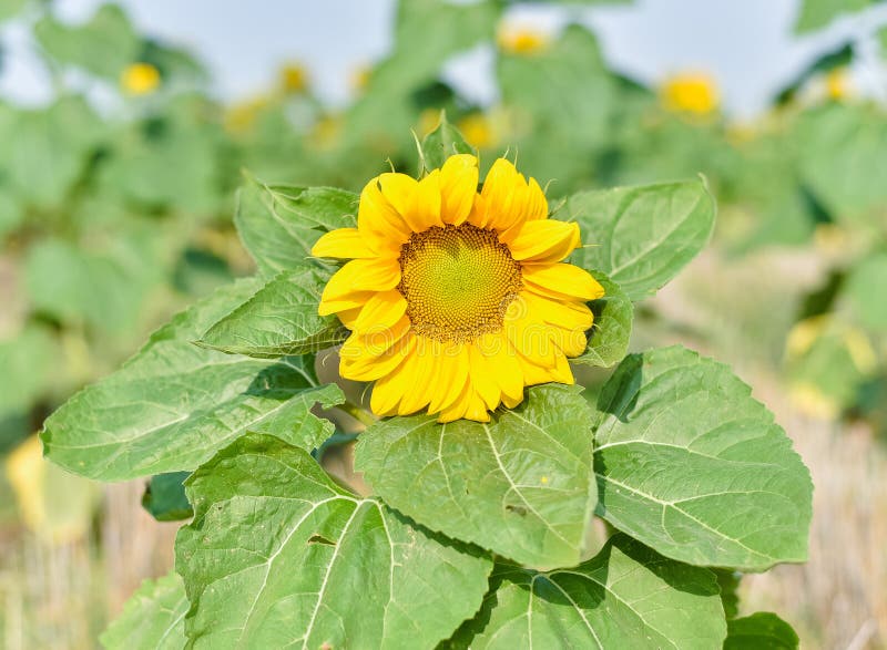Single Sunflower Stock in Colorado Stock Photo - Image of food, nature ...