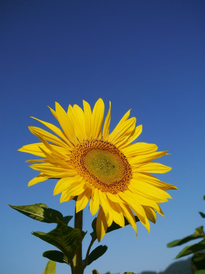 Summer Sunflower stock image. Image of wildflowers, landscaping - 83858625