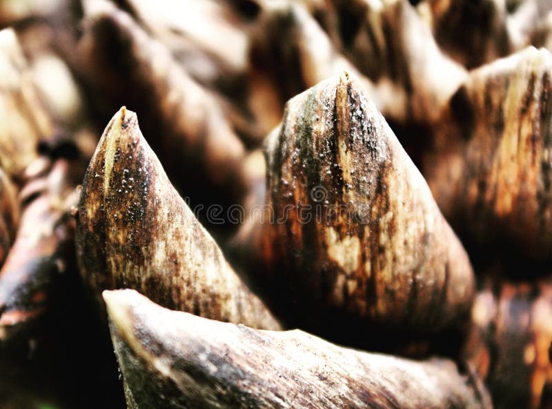 Sunflower at sleep stock image. Image of sleep, fallen - 67136473