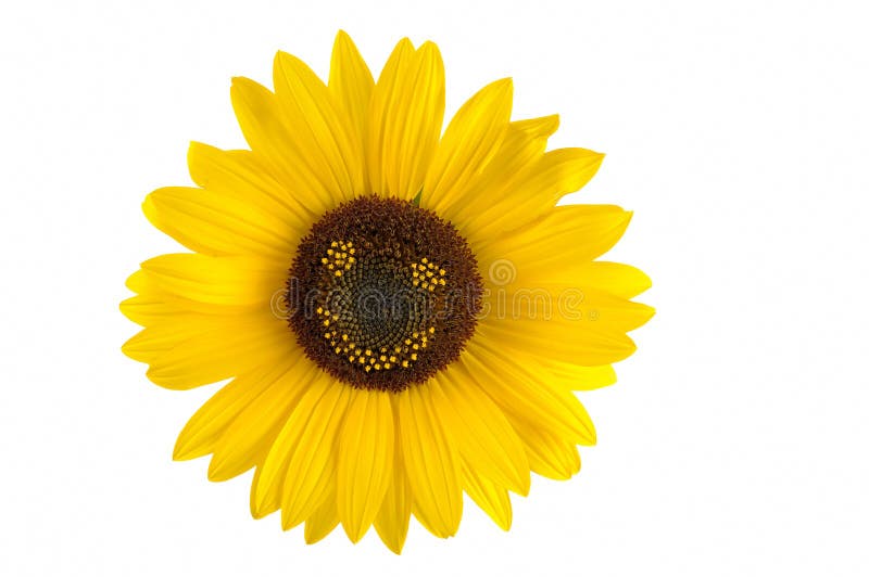 Sunflower smile stock photo. Image of face, environmentalism - 10604834