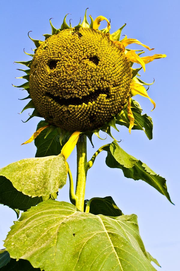Sunflower smile. stock image. Image of floral, flowerer - 28967889
