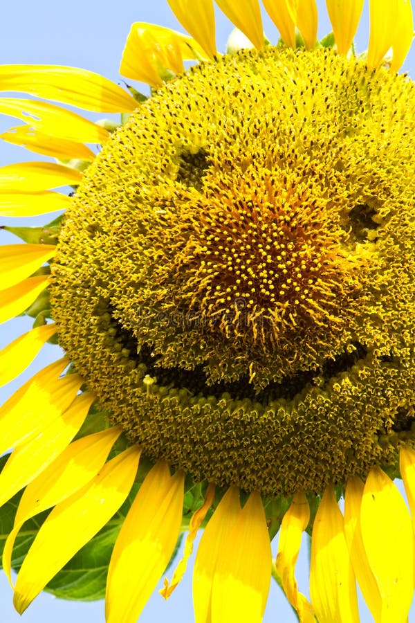 Sunflower smile. stock image. Image of floral, flowerer - 28967889