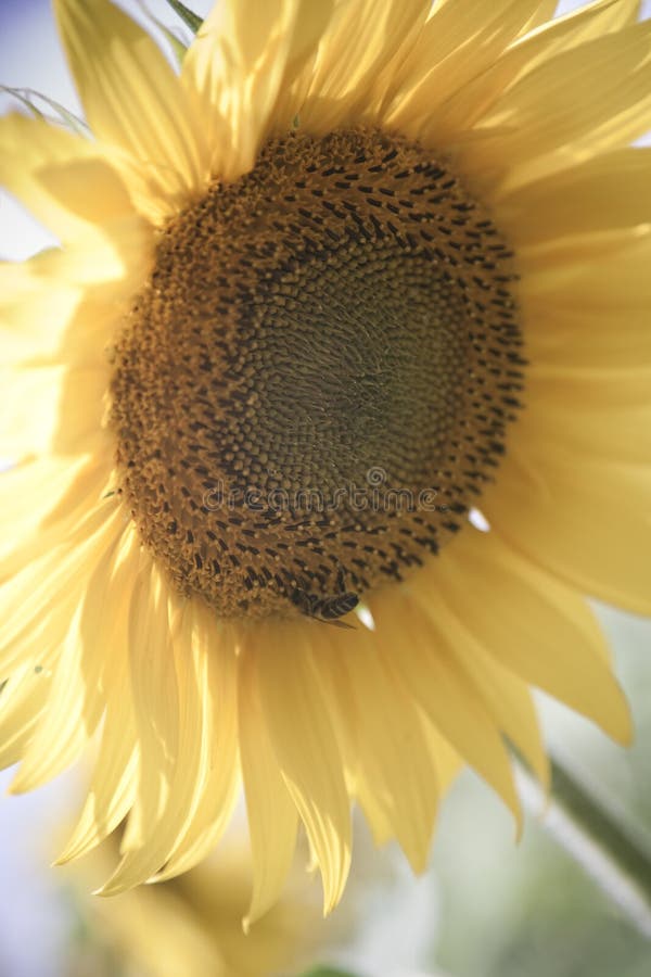 Sunflower / Soft Toning / Pleasant Pastel Colors Stock Photo - Image of ...