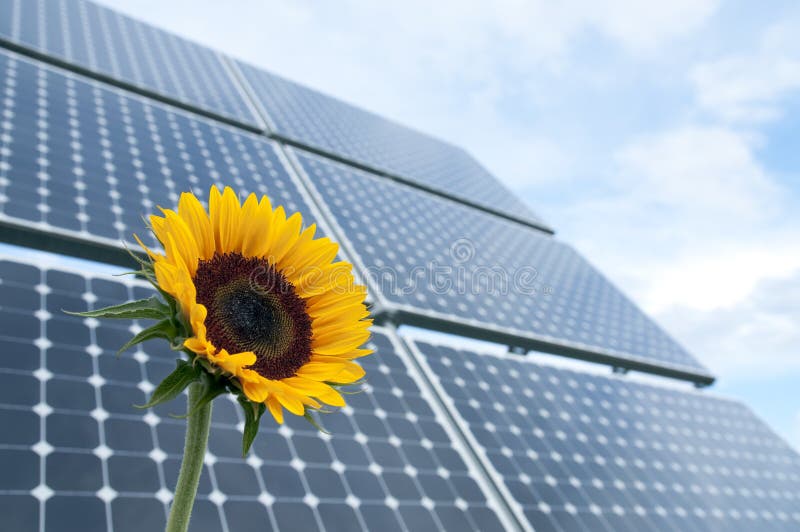 Sunflower and solar panels stock image. Image of energy - 25814395
