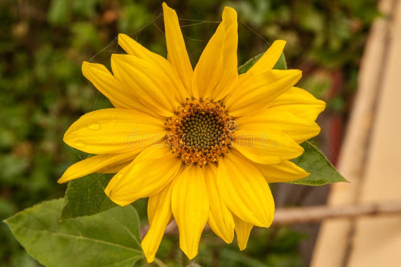 Sunflower stock photo. Image of spider, annuus, flower - 40709990