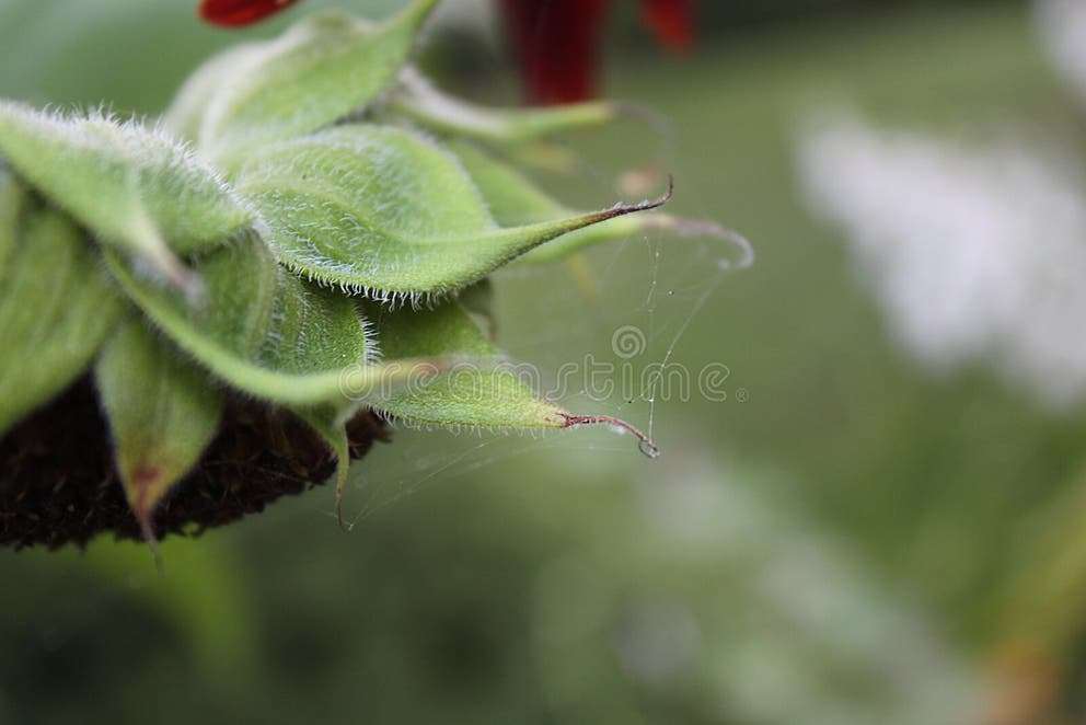 Sunflower stock photo. Image of flower, sunflower, spider - 67504188