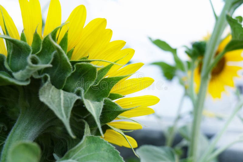 Sunflower stock photo. Image of foliage, plant, nature - 90560156