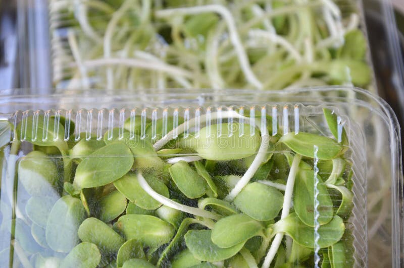131 Sprout Packing Stock Photos - Free & Royalty-Free Stock Photos from ...