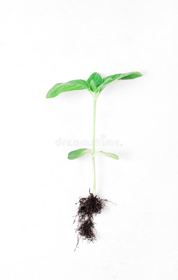 Sunflower Sprout with Roots on White Stock Image - Image of life, hope ...