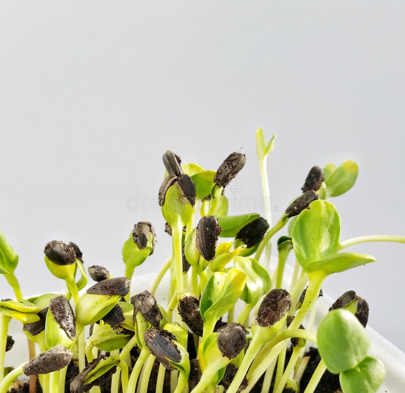 Sunflower stock photo. Image of microgreens, sunflower - 111244420