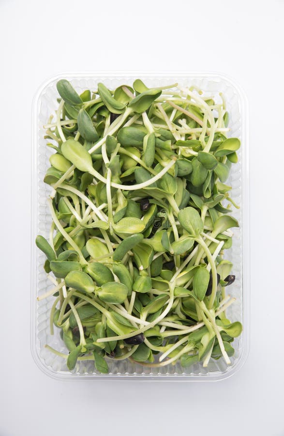 Sunflower Sprouts Products with Microgreens Stock Photo - Image of ...