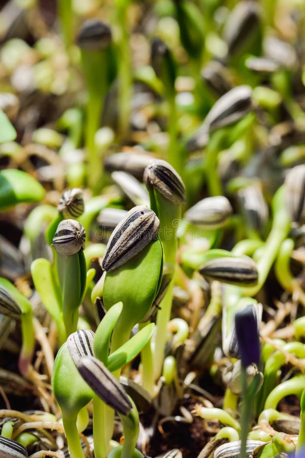 6,135 Sunflower Sprouts Stock Photos - Free & Royalty-Free Stock Photos ...
