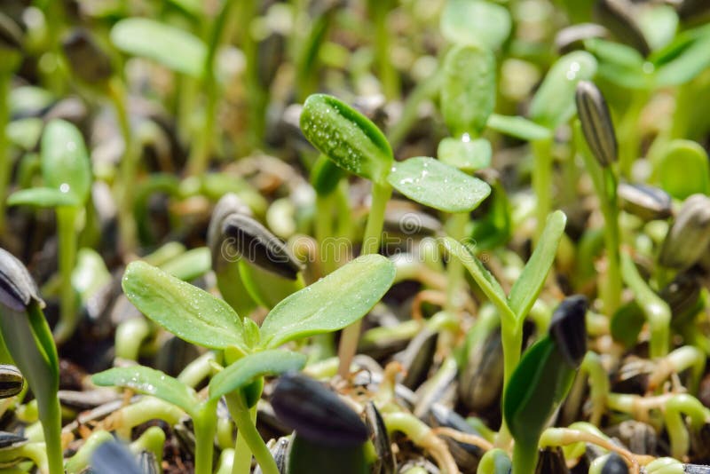 Sunflower Sprouts In Ground Stock Image - Image of propagulum, close ...