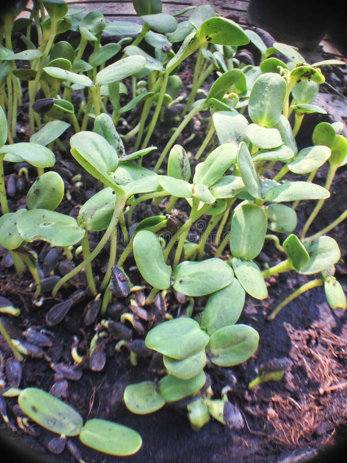 Sunflower sprouts stock image. Image of botany, plantation - 72533723