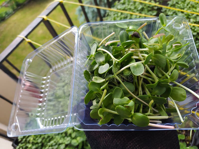 Sunflower Sprouts in the Package Stock Photo - Image of fruit, grass ...