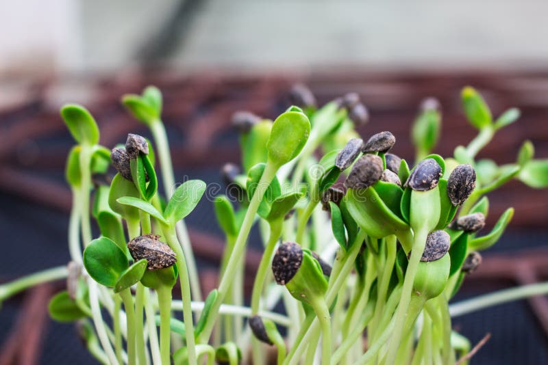 Sunflower sprouts stock photo. Image of detail, natural - 53470912