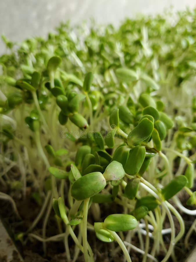 The Sunflower Sprouts in the Soil. Stock Image - Image of smallplant ...