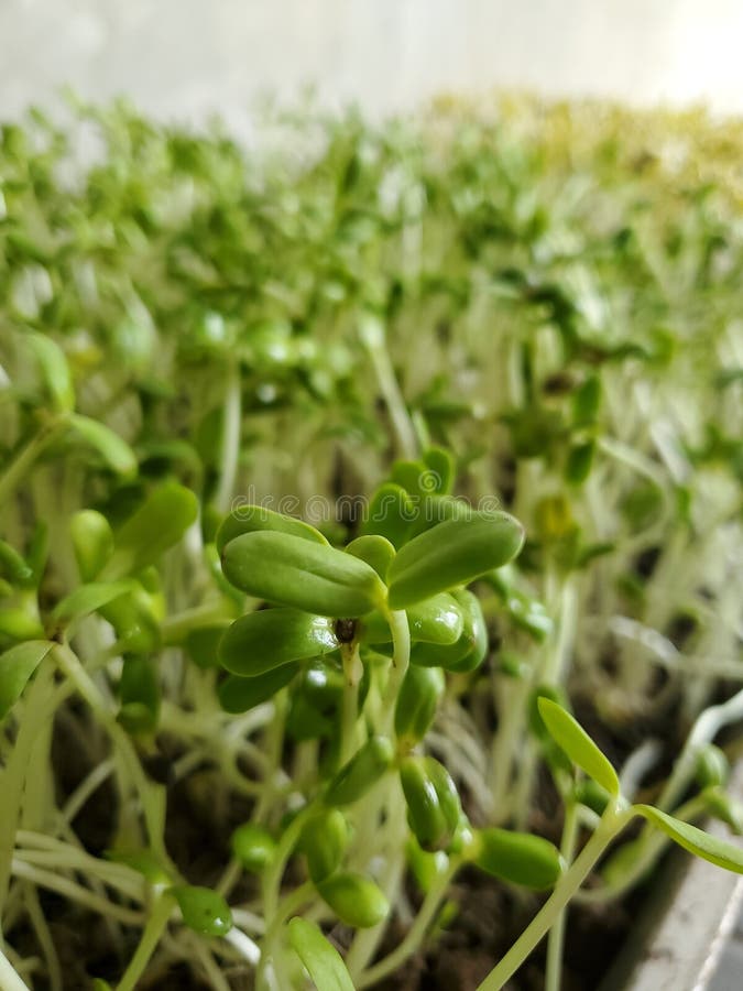 The Sunflower Sprouts in the Soil. Stock Image - Image of rich, sprout ...