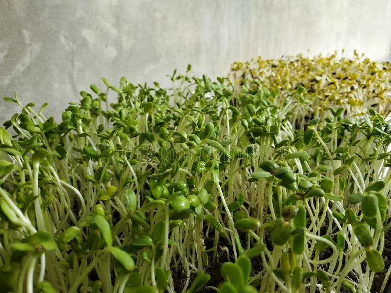 The Sunflower Sprouts in the Soil. Stock Photo - Image of forest ...