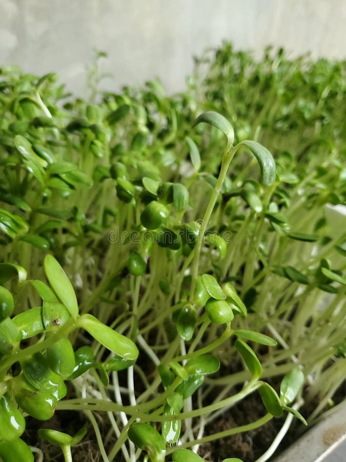 The Sunflower Sprouts in the Soil. Stock Image - Image of flower ...