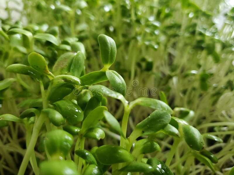 The Sunflower Sprouts in the Soil. Stock Photo - Image of growing ...
