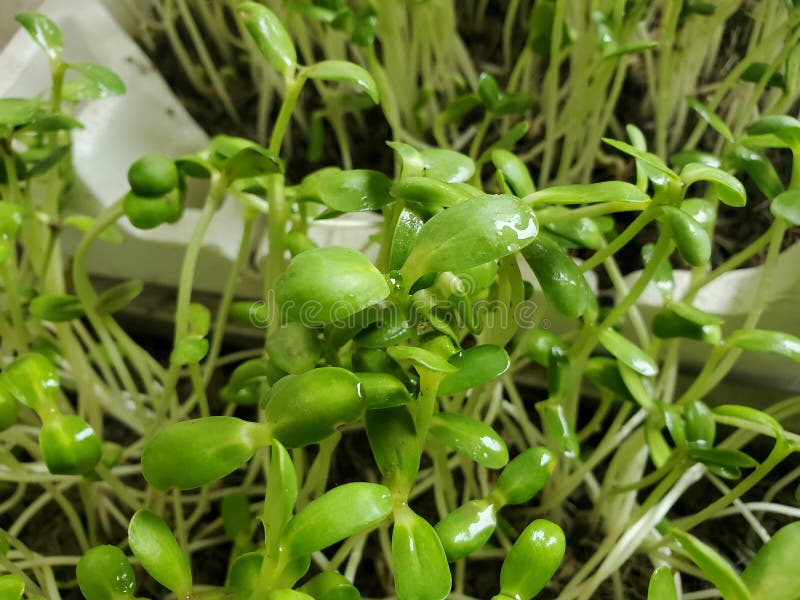 The Sunflower Sprouts in the Soil. Stock Photo - Image of zoomin ...
