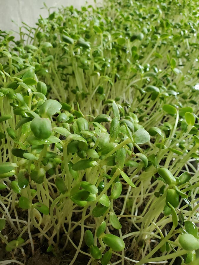 The Sunflower Sprouts in the Soil. Stock Image - Image of sprout ...