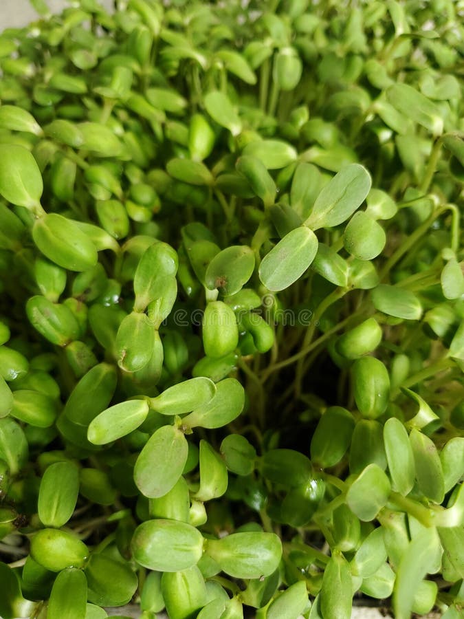The Sunflower Sprouts in the Soil. Stock Photo - Image of zoomin ...