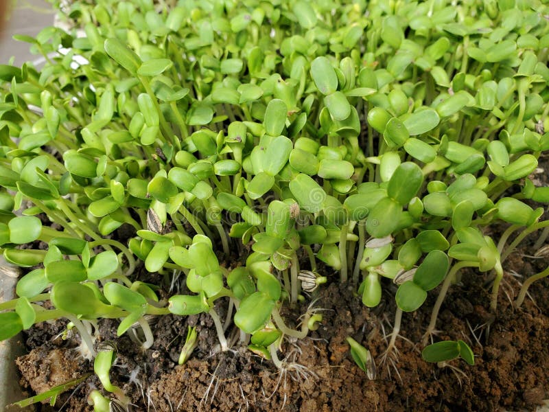 The Sunflower Sprouts in the Soil. Stock Photo - Image of vegetable ...
