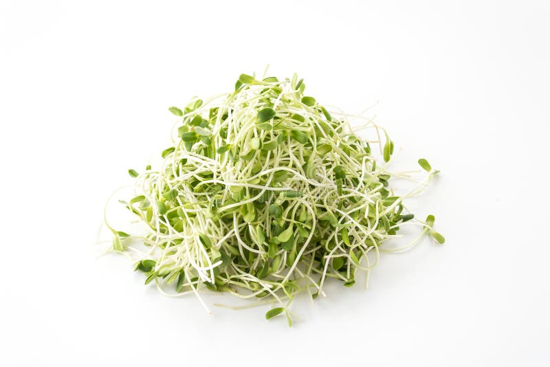 Sunflower Sprouts stock image. Image of spring, nutrition - 79307341