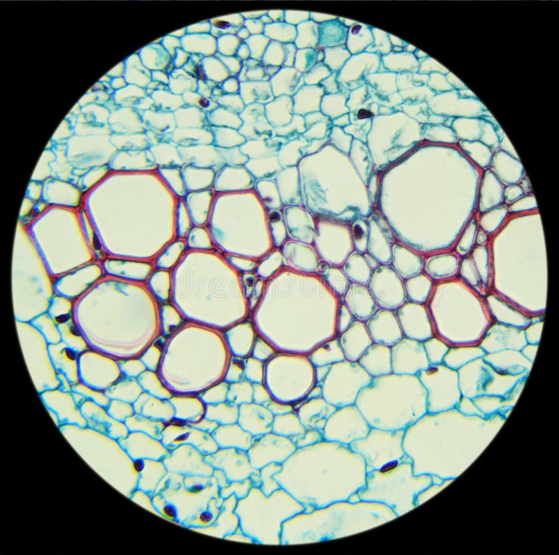 Sunflower Stalk Cross Section Under Microscope Helianthus Stock Photos ...