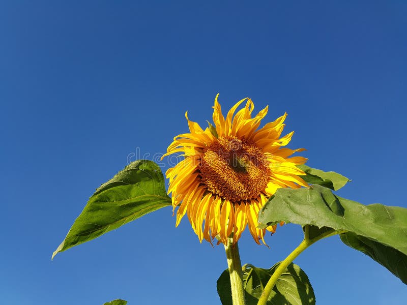 Sunflower Stand Under the Blue Sky Stock Photo - Image of natural, blue ...