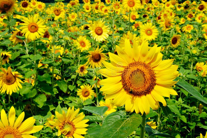 Sunflower Standing Above All Stock Photo - Image of pollination, flower ...