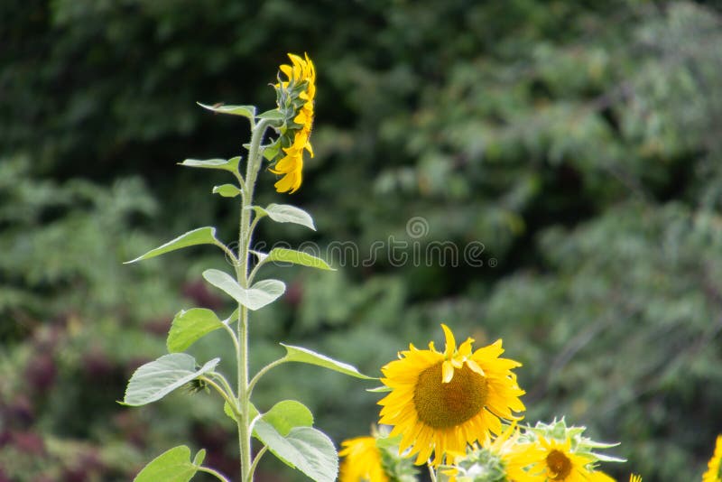 Sunflower Standing Out of the Crowd Stock Photo - Image of crowd ...