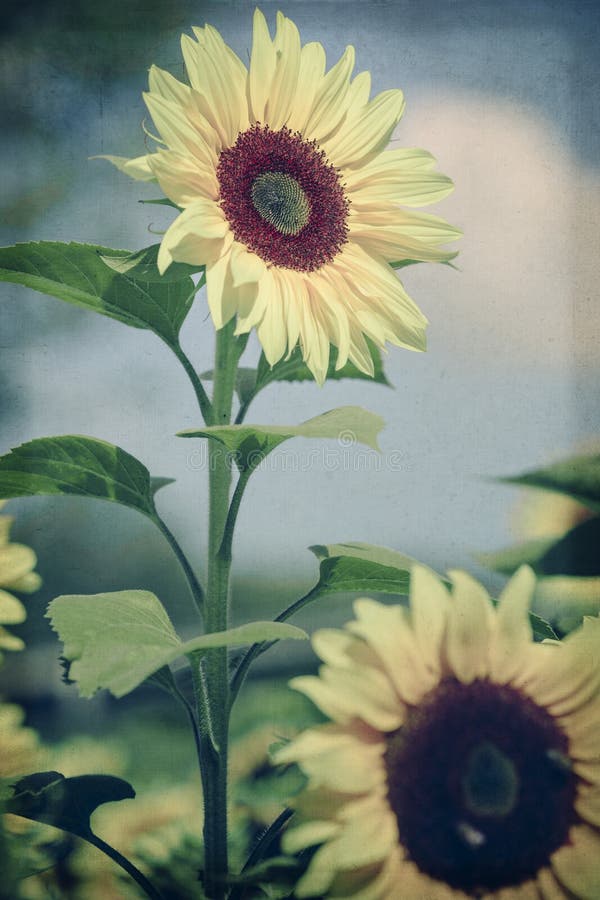 Sunflower standing up stock image. Image of flower, retro - 96409103
