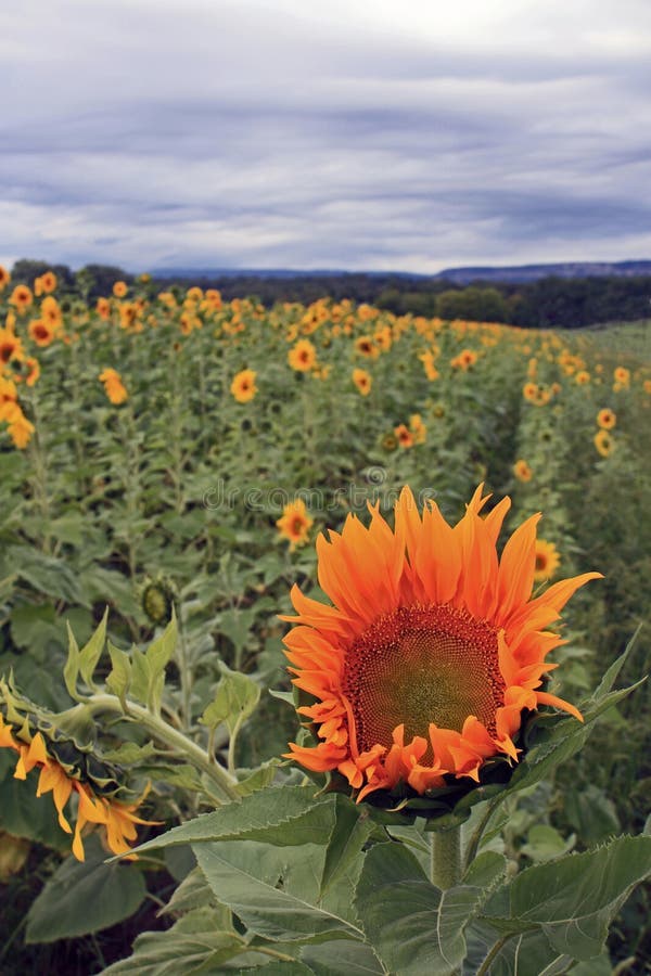 Sunflower Stands Out among the Crowd Stock Photo - Image of fall, late ...