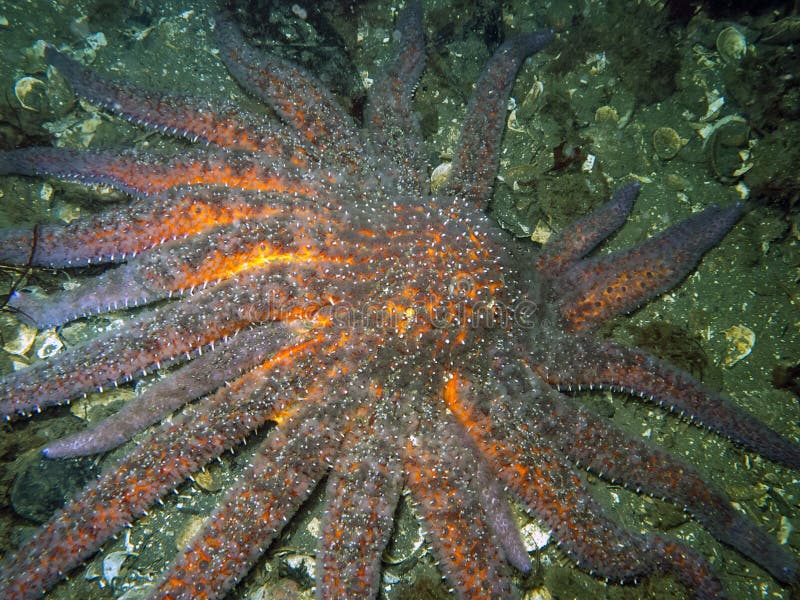 Sunflower starfish stock photo. Image of monterey, starfish - 5276202