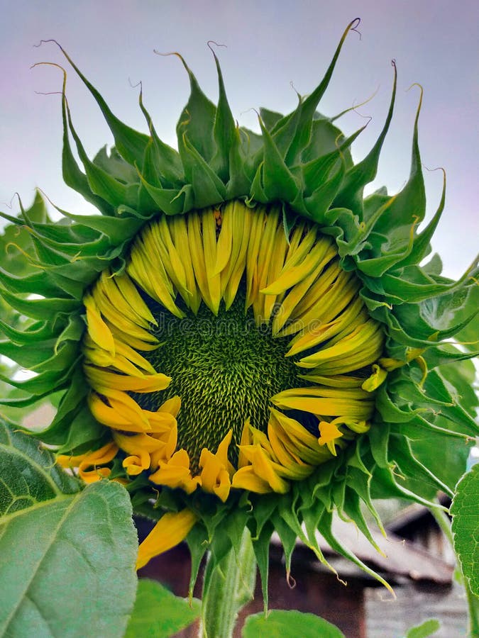 Sunflower Starting To Bloom 01 Stock Photo - Image of garden, petal ...