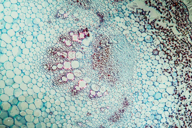 Sunflower stem stock image. Image of dicotyledon, botany - 173280501